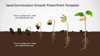 Seed Germination Growth PowerPoint Template - SlideModel
