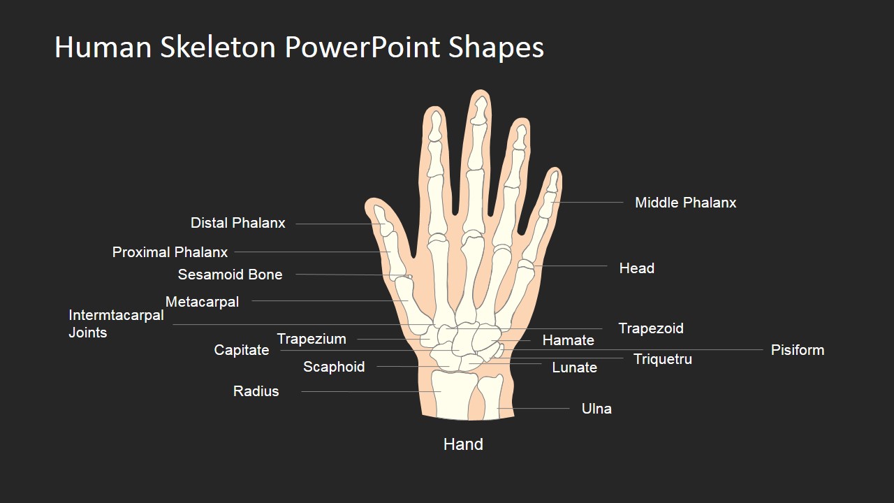 Human Skeleton PowerPoint Shapes - SlideModel
