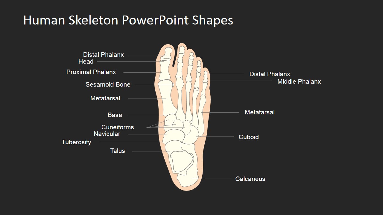 Human Skeleton PowerPoint Shapes - SlideModel