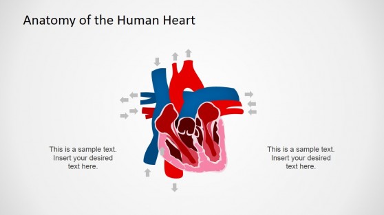 Circulatory PowerPoint Templates