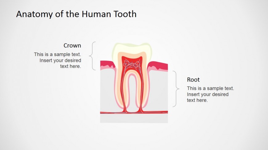Professional Human Tooth Vertical Section Shape - SlideModel