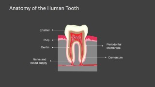 Anatomy of the Human Tooth PowerPoint Shapes - SlideModel