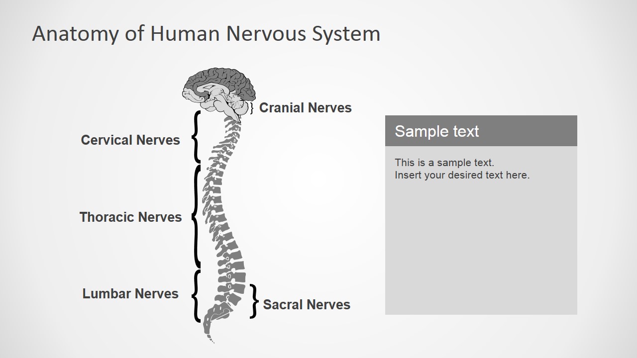 Anatomy of Human Nervous System Slide Design for PowerPoint - SlideModel