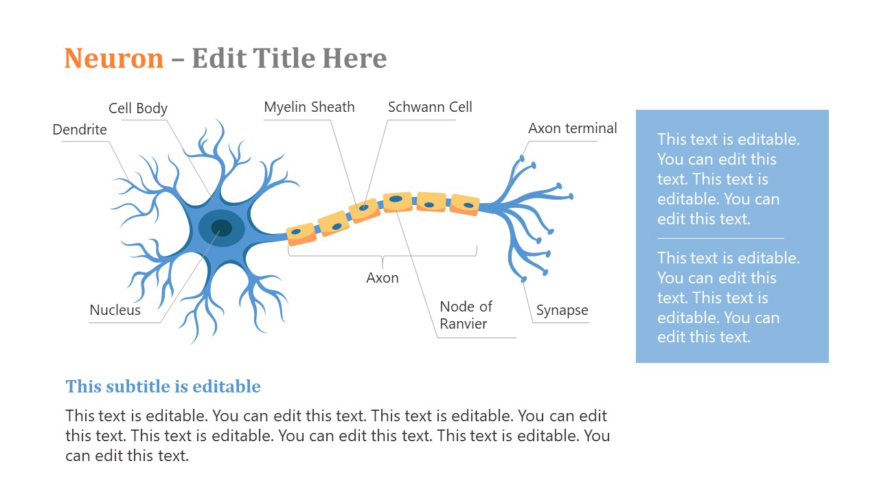 Labe Diagram Neuron PowerPoint Template - SlideModel