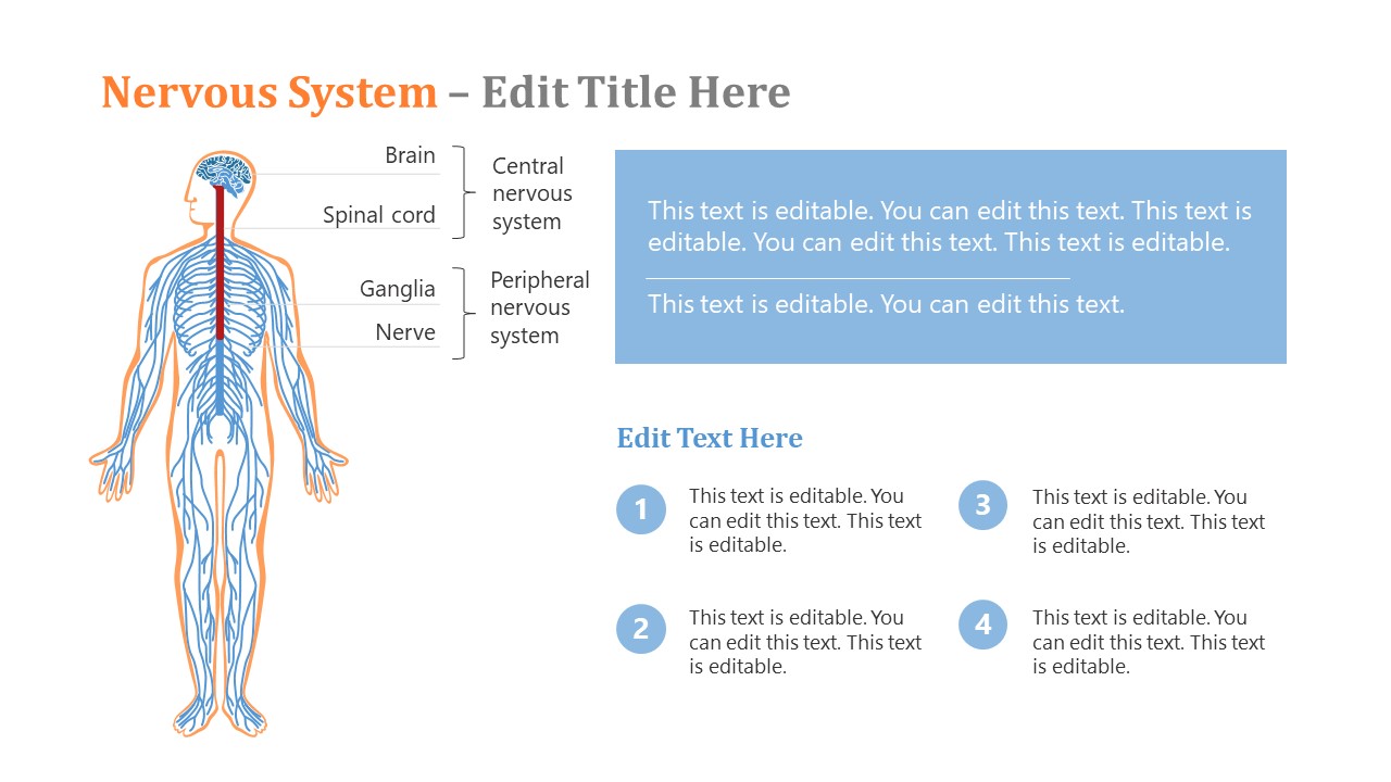 Nervous System Powerpoint Template Slidemodel