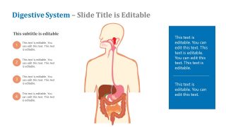 Digestive System PowerPoint Template - SlideModel